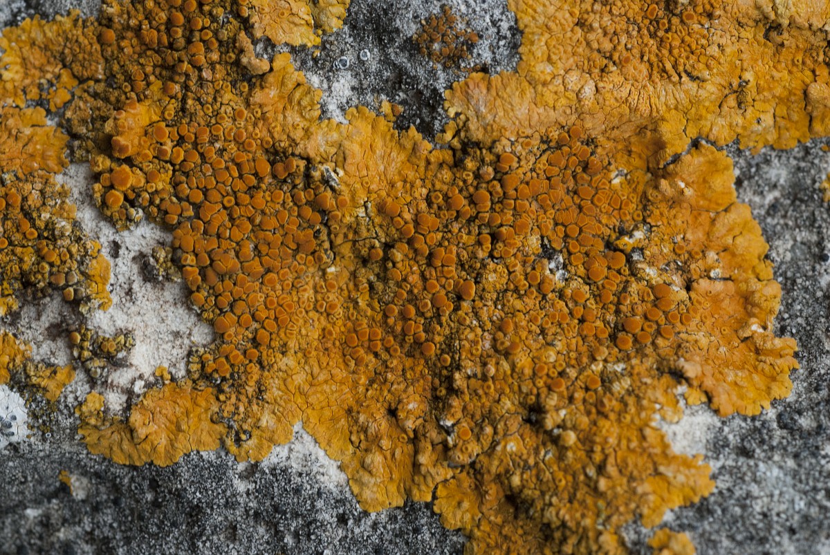 Caloplaca aurantia Caloplaca aurantia
